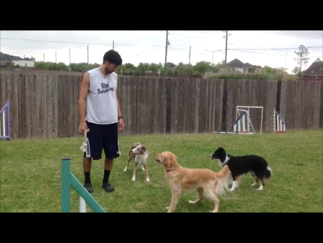 Rock Solid Start Line Stays in Dog Agility - Bad Dog Agility