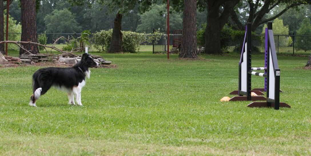 Teaching a Focused Start Line Stay - Bad Dog Agility