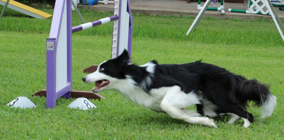 Episode 117: Drive for Agility (Three Aspects of Agility Training Part 2)