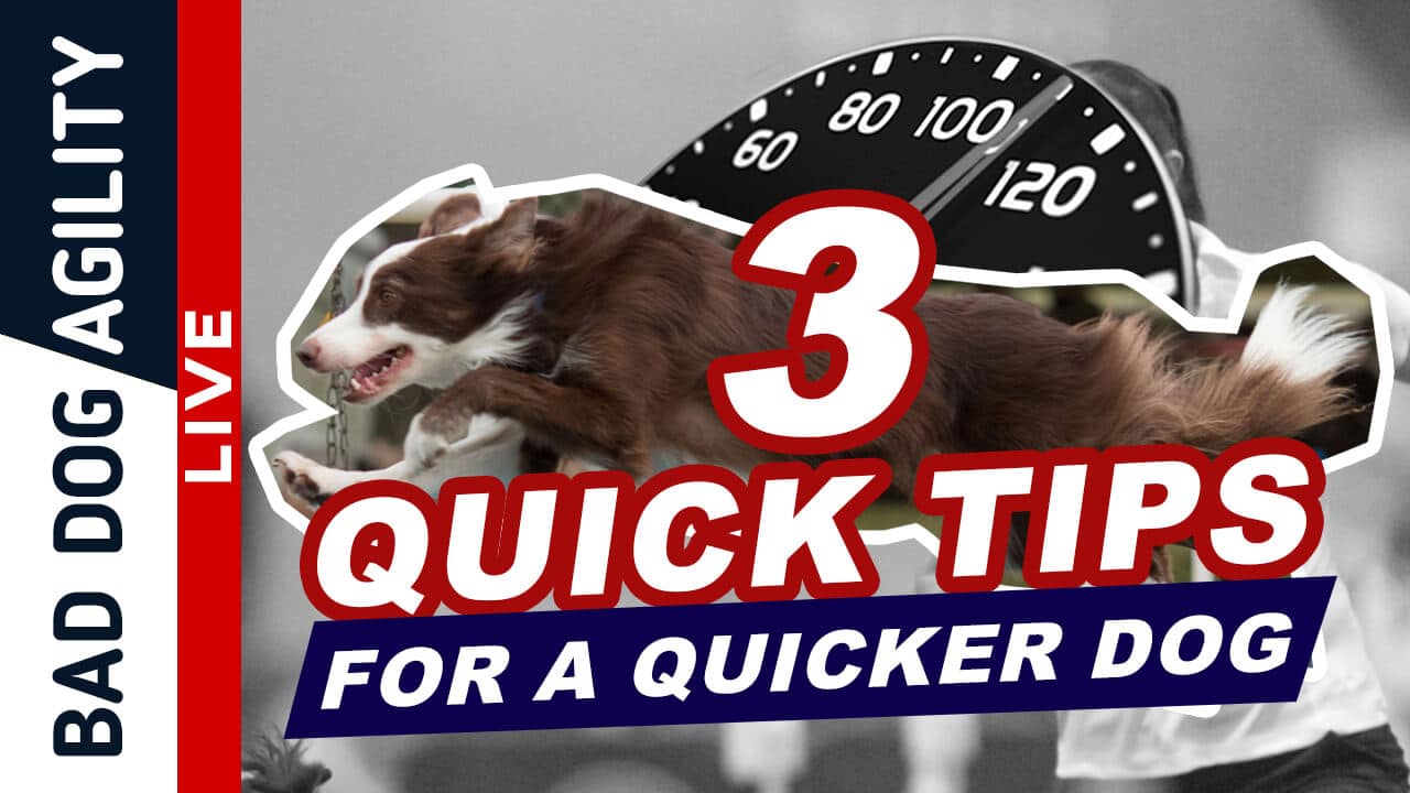 3 Quick Tips for a Quicker Dog (Facebook Live) - Bad Dog Agility