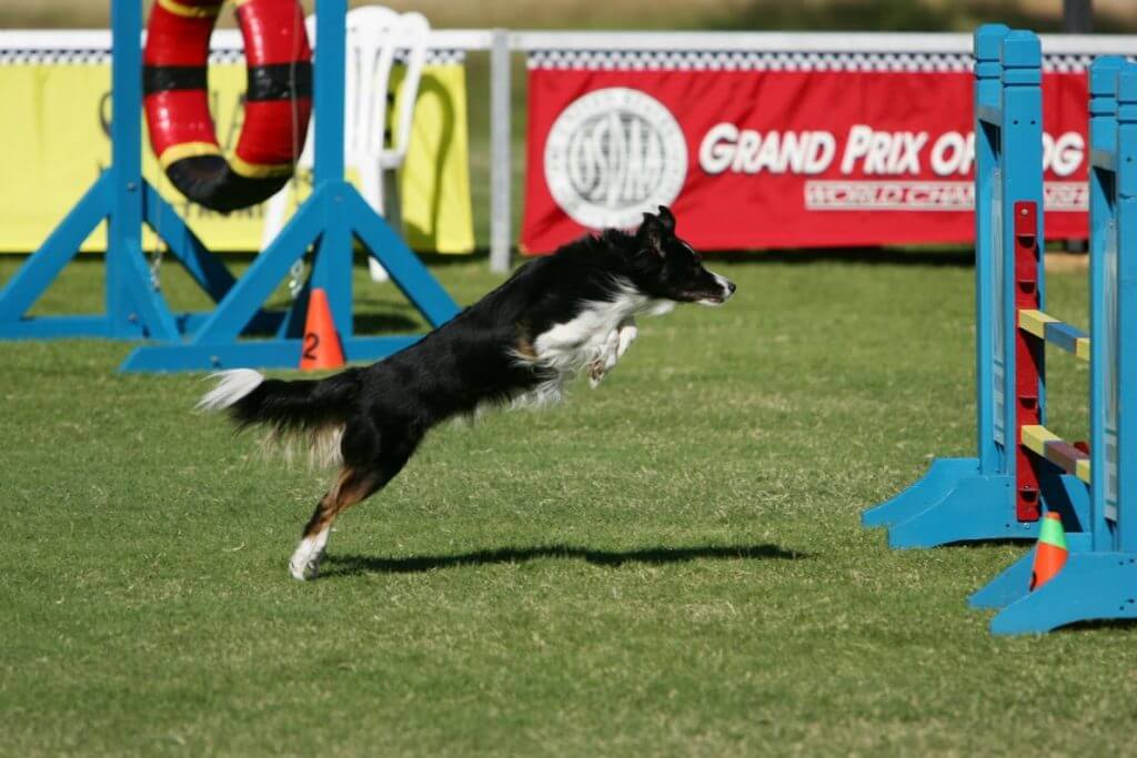 The Bad Dog Agility Weekly for October 25, 2017 - Bad Dog Agility