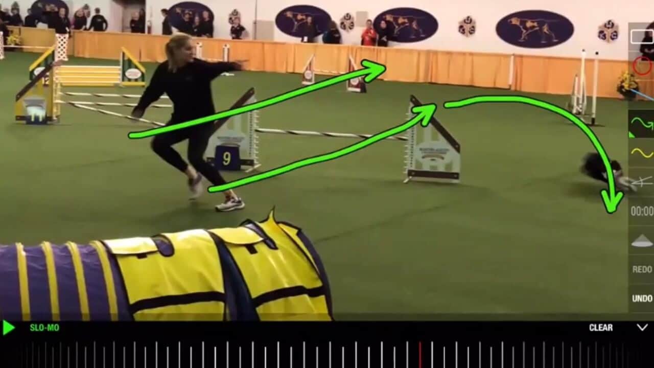 Which Cross Should You Use? - Bad Dog Agility