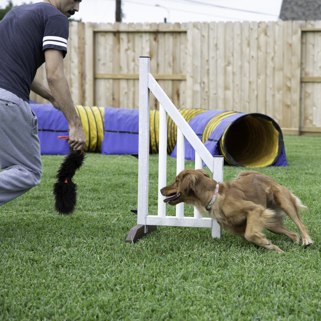 You have problems? We have solutions. - Bad Dog Agility