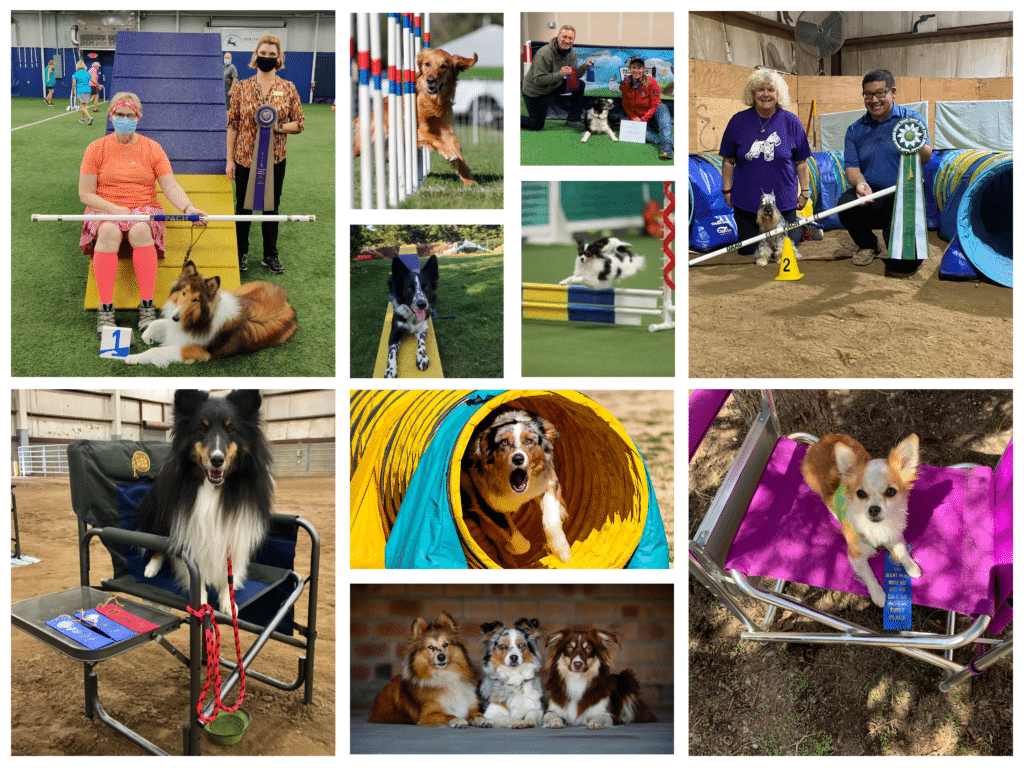 VIP Stories - Bad Dog Agility