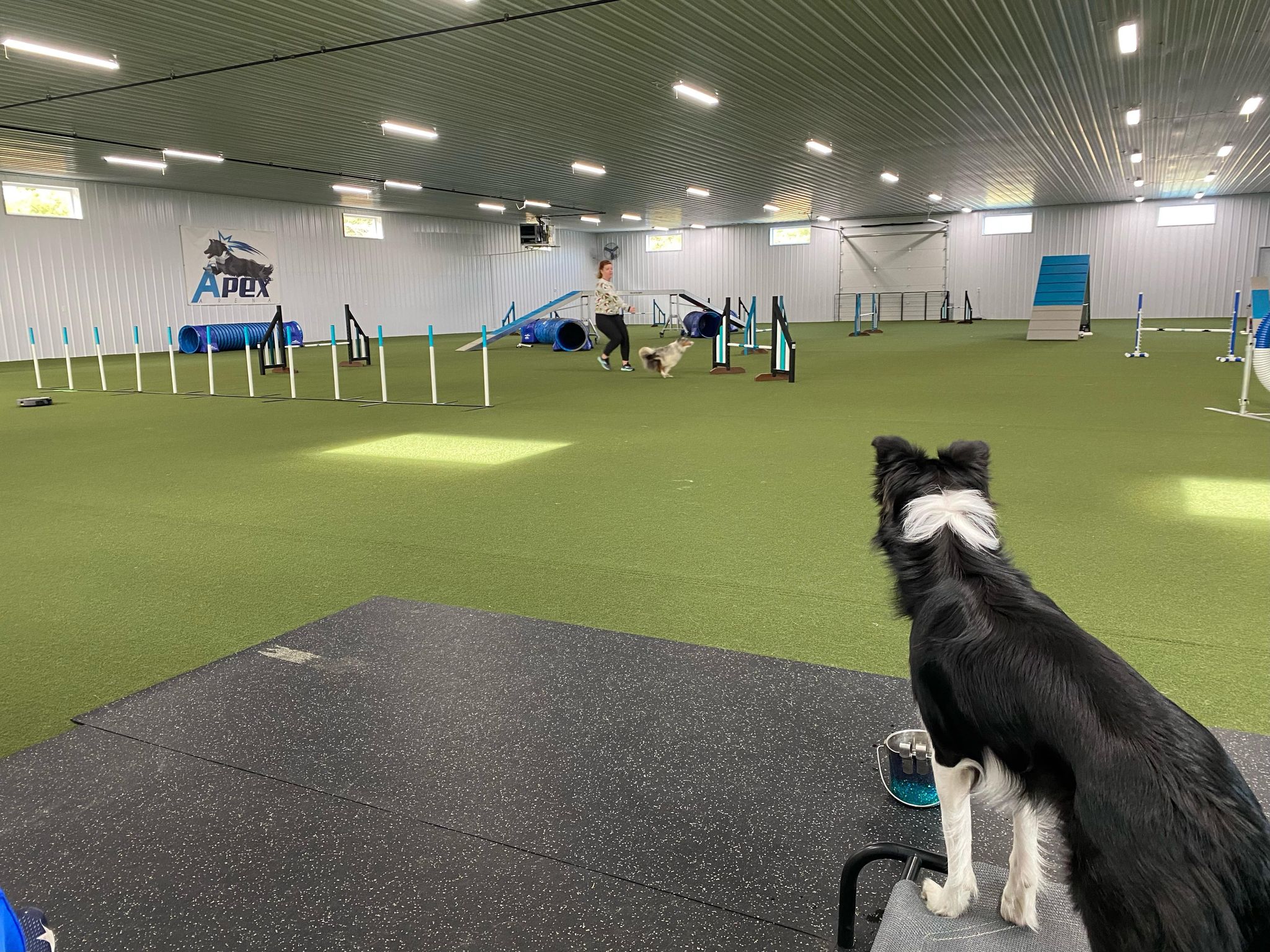Episode 298: Managing Your Dog During Class - Bad Dog Agility