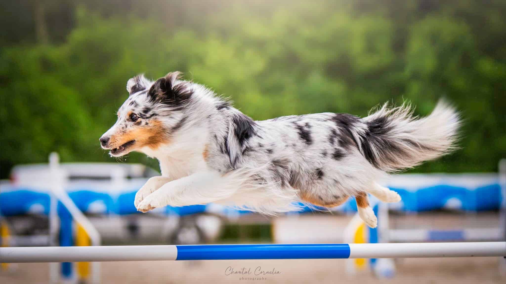 Episode 320: What NOT to Train Right Before a Big Event - Bad Dog Agility