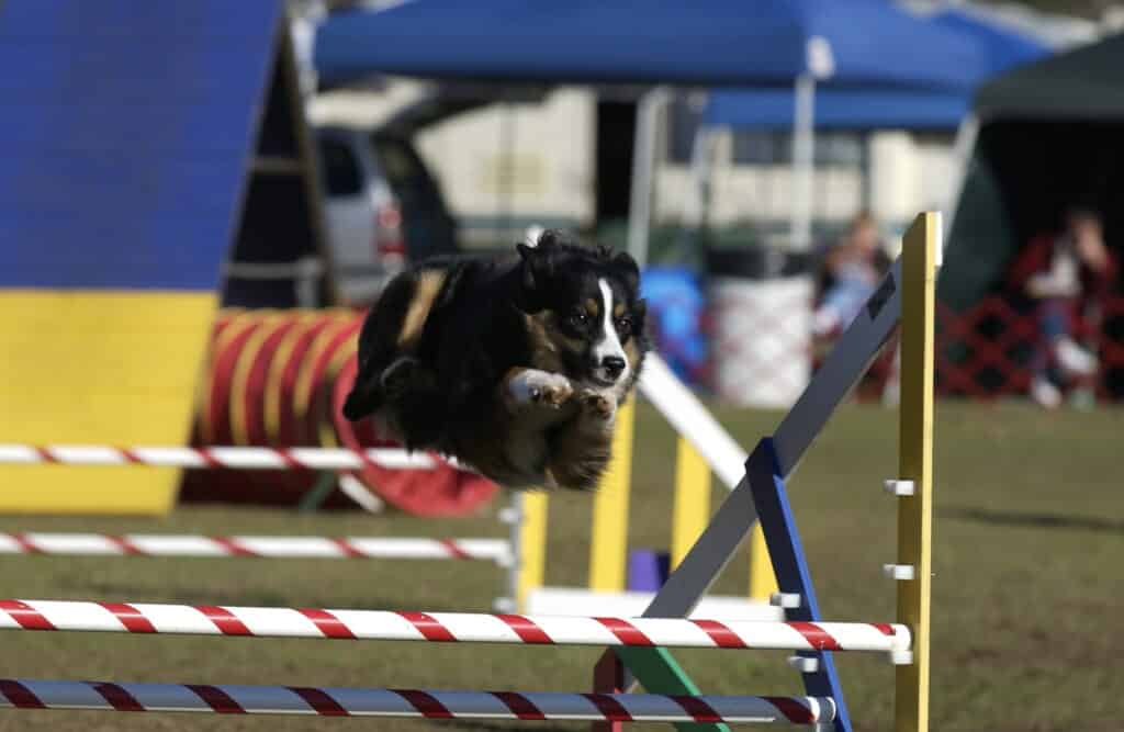 Episode 329: Early Take Off (ETO) - Part 1 - Bad Dog Agility