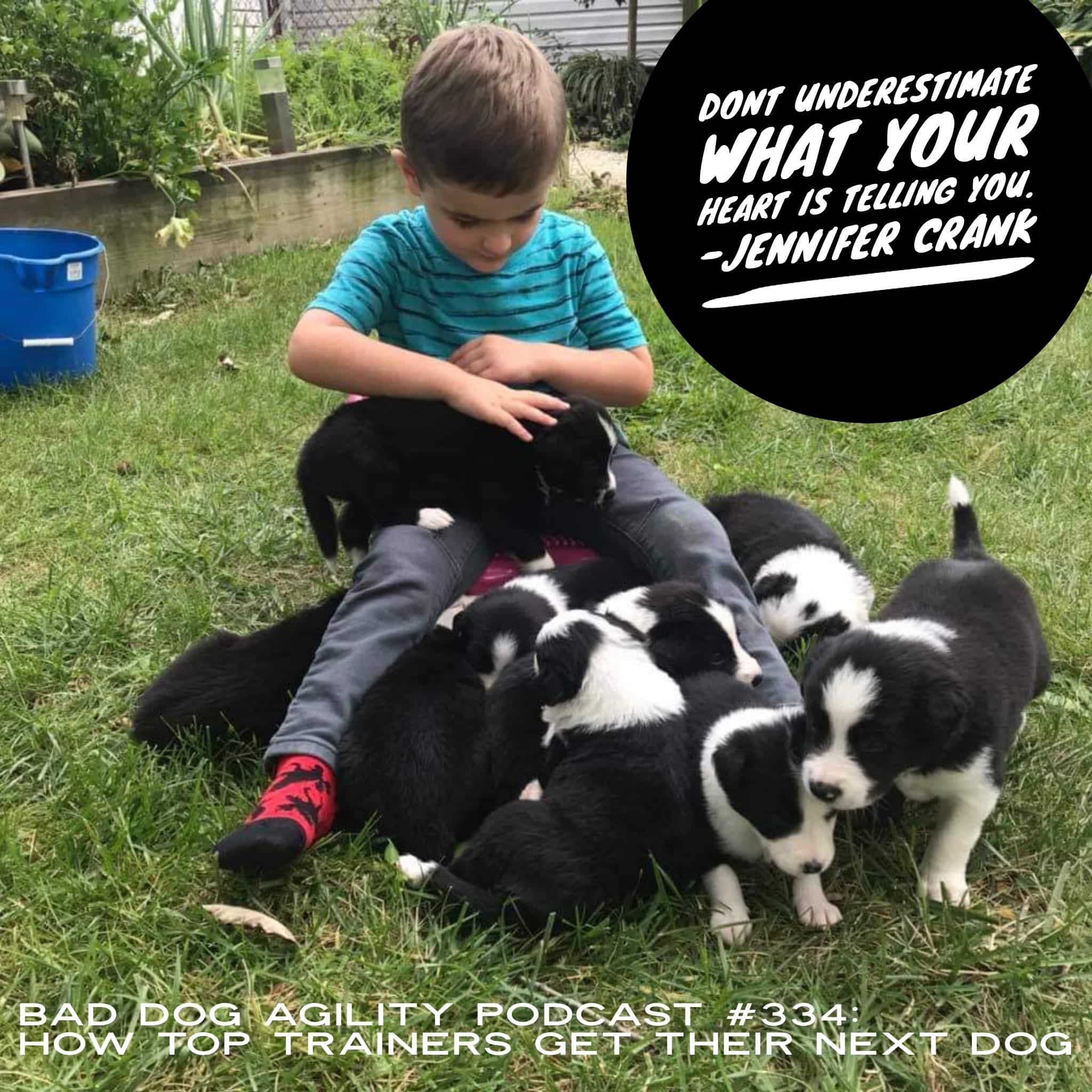 Episode 334: How Top Trainers Get Their Next Dog - Bad Dog Agility