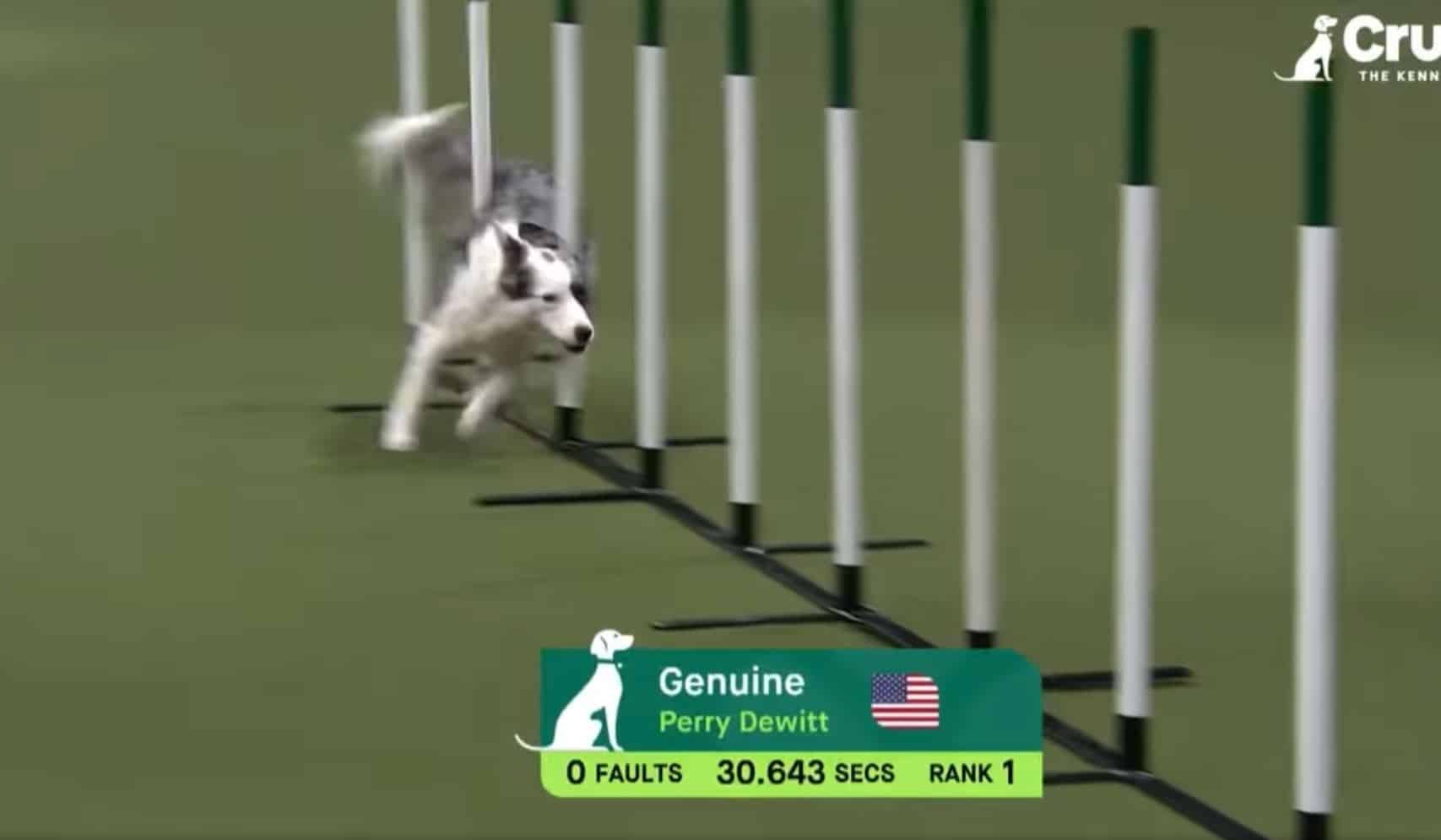 March 12, 2025 Wednesday Wrap Up (American Wins at Crufts, AKC NAC ...
